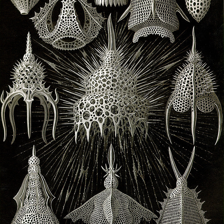 Print Collection - Cyrtoidea - Scheiben-Strahlinge - Heliodiscus, POUF CUBE