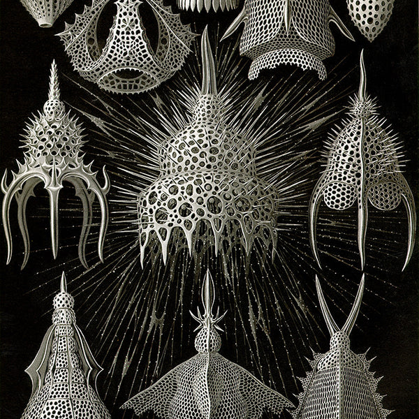 Print Collection - Cyrtoidea - Scheiben-Strahlinge - Heliodiscus, POUF CUBE