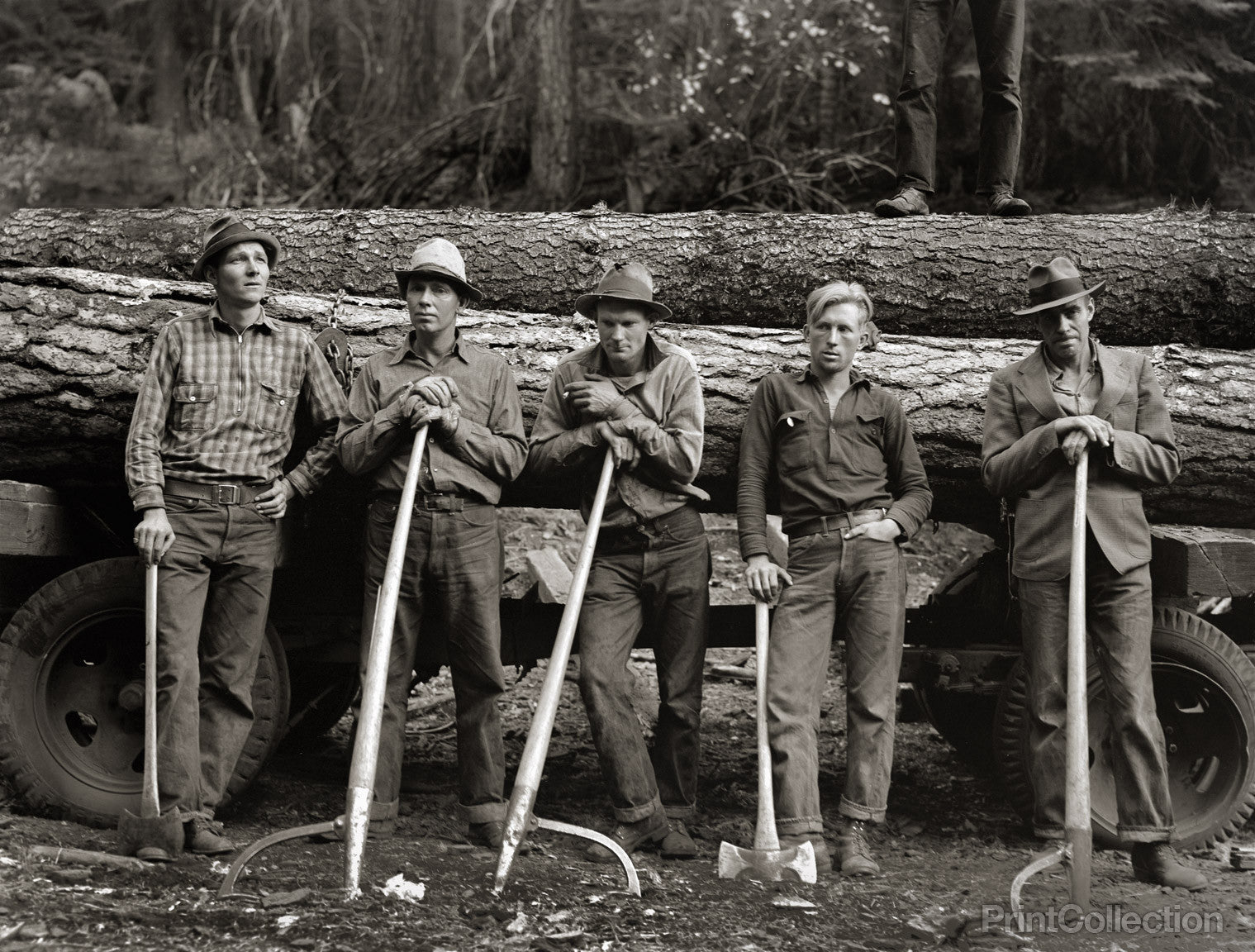 Print Collection - American Loggers, 1939