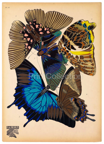 Print Collection - Butterflies Plate 16, E.A. Seguy