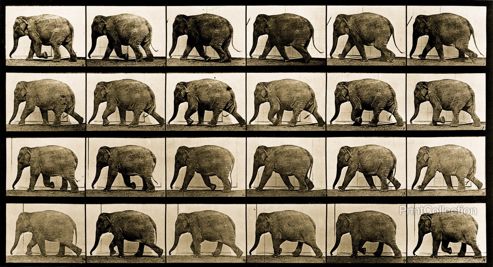 Print Collection - Elephant Animal Locomotion
