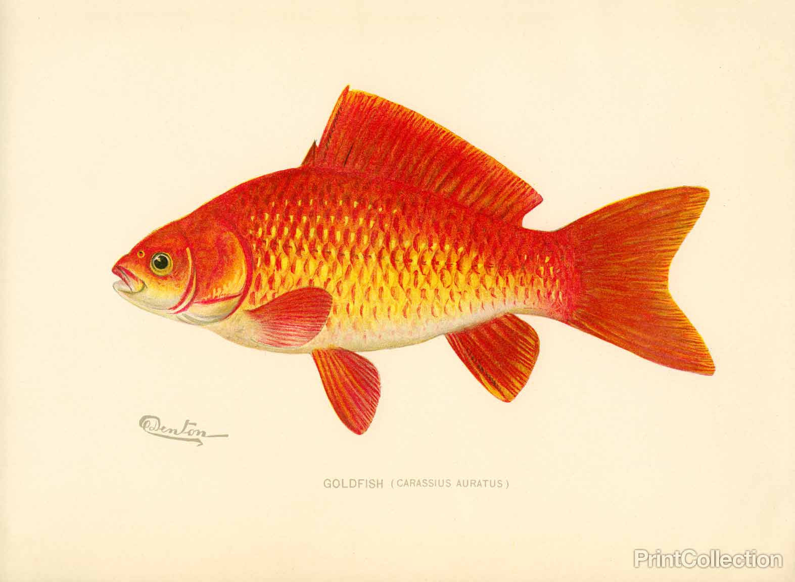 Print Collection - Goldfish