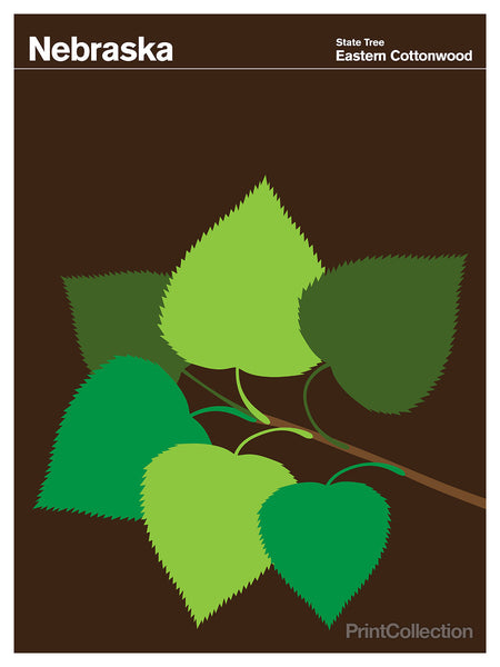 Print Collection - Nebraska Eastern Cottonwood