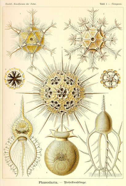 Print Collection - Phaeodaria Radiolaria